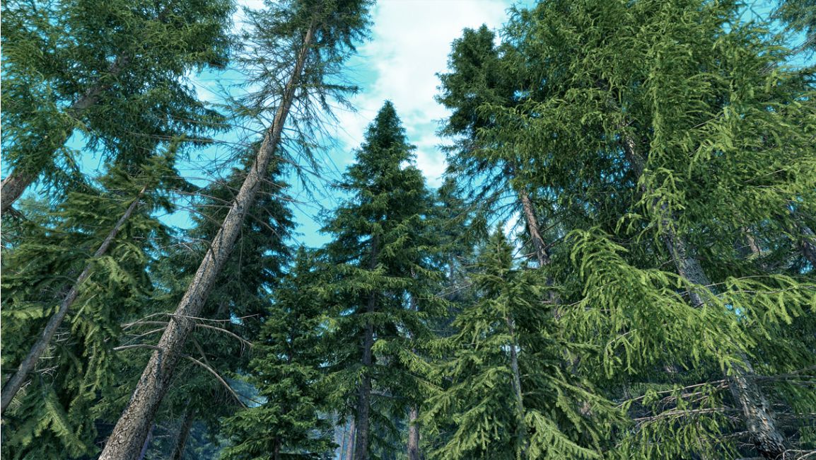Fir trees 3d models